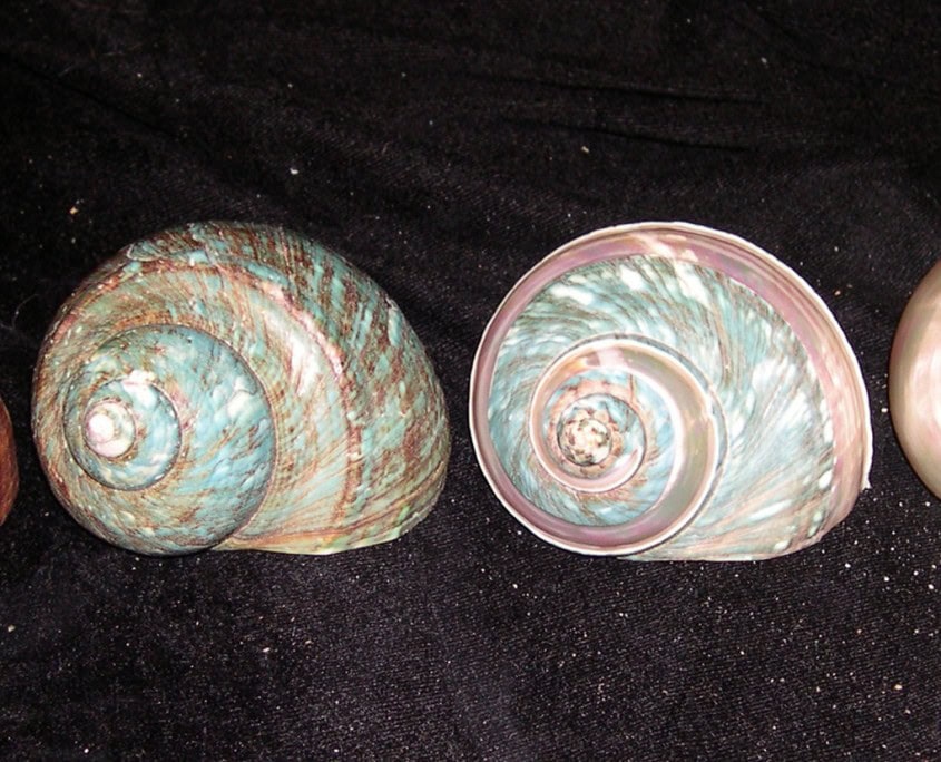 Ammonites & Seashells – LaPoma and LaPoma
